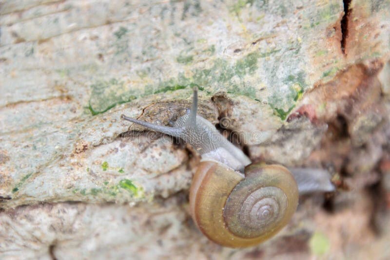 Snail on the tree stock photo. Image of green, escargot - 124954356