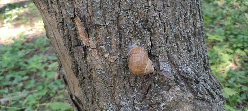 Snail on the tree stock image. Image of branch, insect - 231447653
