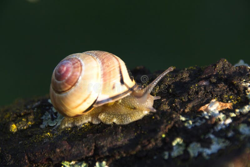 Snail on a tree stock image. Image of beautiful, animal - 259044861