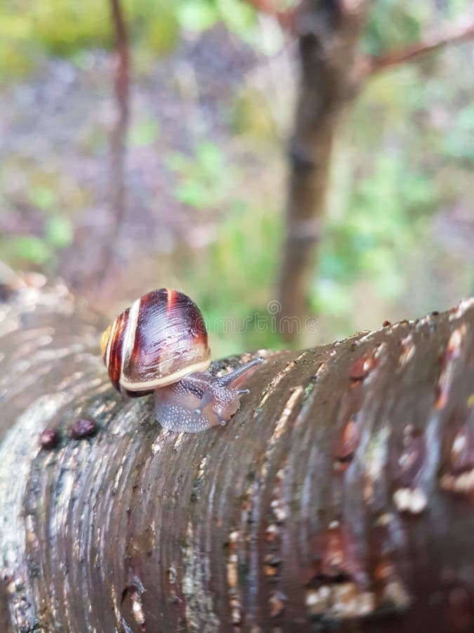 Snail stock photo. Image of tree, wildlife, snail, nature - 90582012