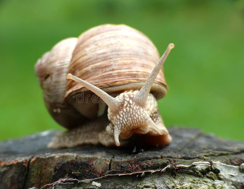 Snail dance stock photo. Image of mating, garden, life - 657752