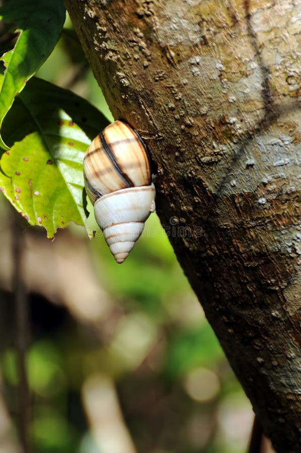 Snail on Tree Bark stock image. Image of aquatic, leaves - 11071789