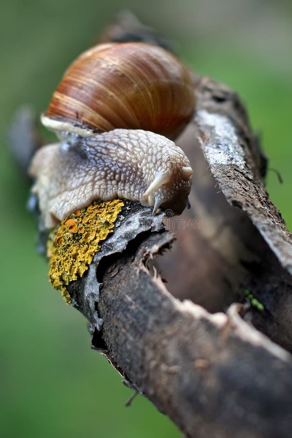 Snail is on a tree stock image. Image of brown, fresh - 121982659