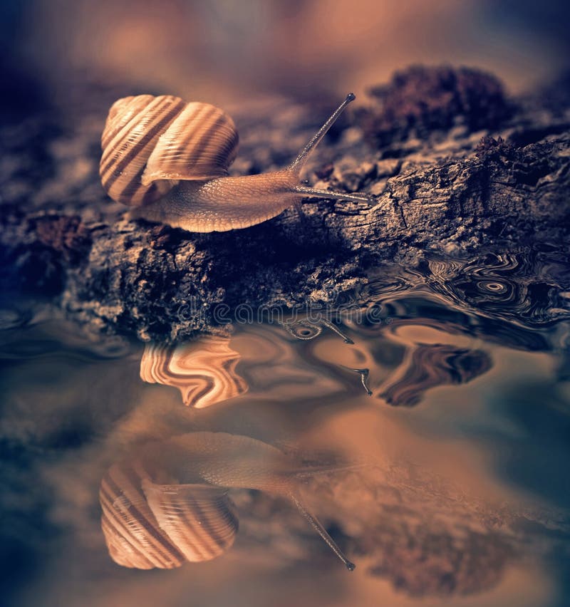 Snail on a tree bark stock image. Image of micro, snail - 19429941