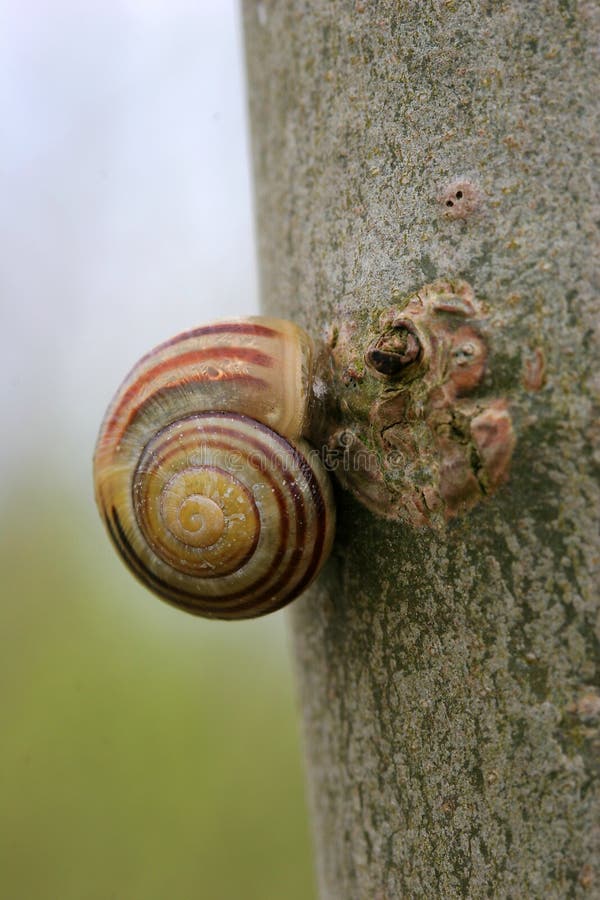 Snail on Tree Bark Close Up Stock Photo - Image of close, bark: 715288