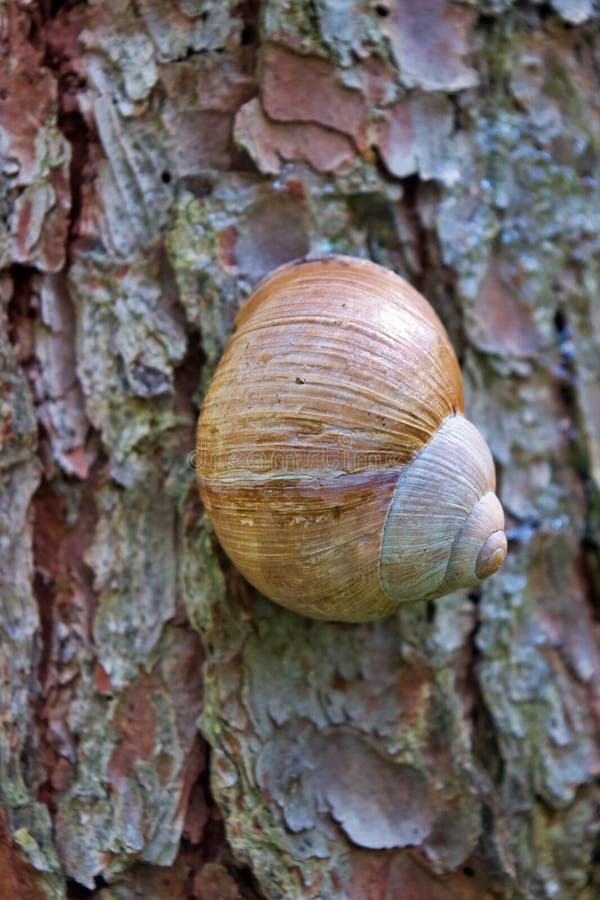 Snail on Tree Bark with Intricate Shell Pattern Stock Illustration ...