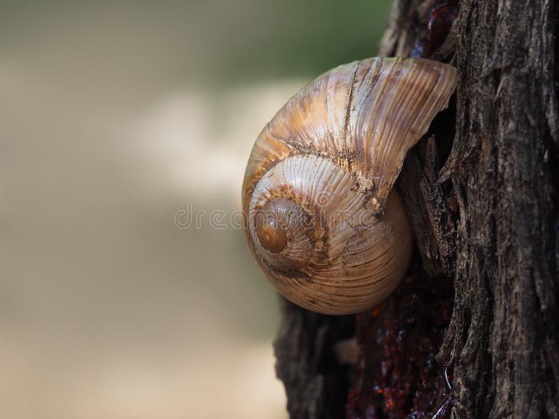 Snail on tree bark stock photo. Image of natural, graphics - 164552770