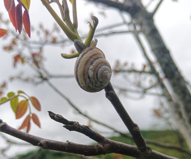 Snail on a branch stock image. Image of wild, closeup - 218789527