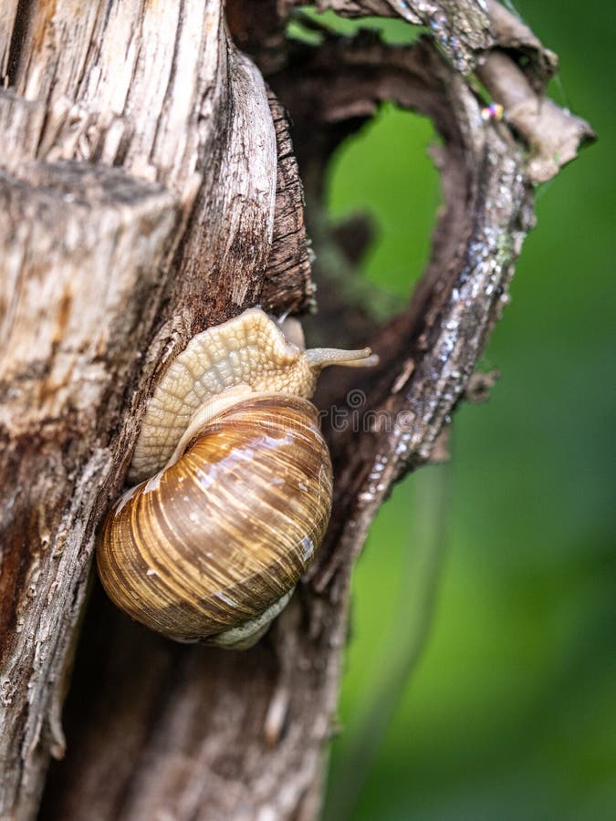Snail on Tree Branch. a Snail Crawling Along a Branch Stock Image ...