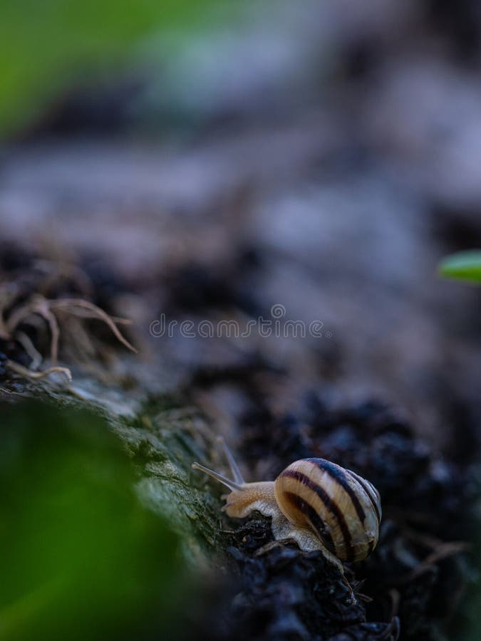 Snail on Tree Branch. a Snail Crawling Along a Branch Stock Image ...
