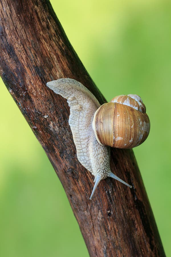 Snail on tree branch stock image. Image of nature, pomatia - 68049717
