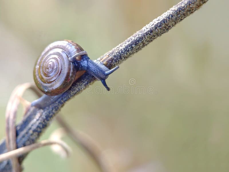 A Snail on a Tree Branch in the Garden Stock Photo - Image of helix ...