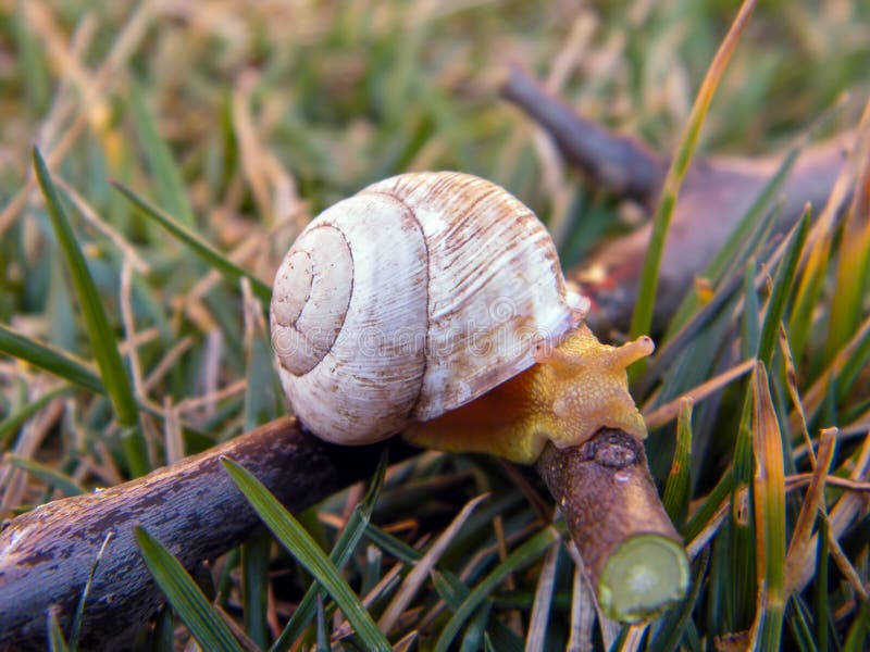 Snail on Tree Branch in Grass Stock Image - Image of nature, vibrant ...