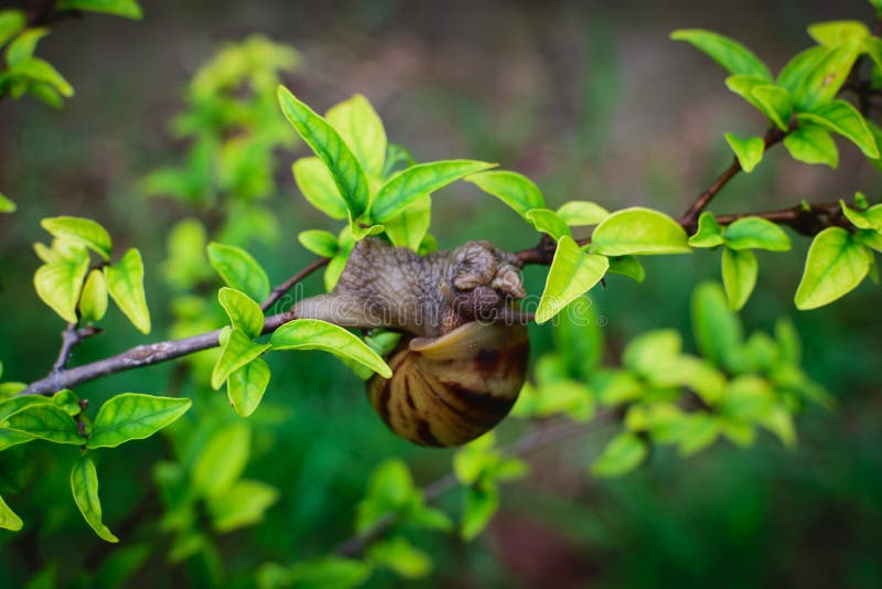 Snail on a branch stock image. Image of wild, closeup - 218789527
