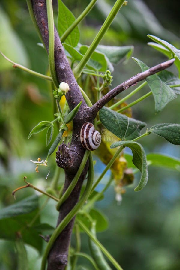 Snail on tree branch stock image. Image of vines, branch - 172873507