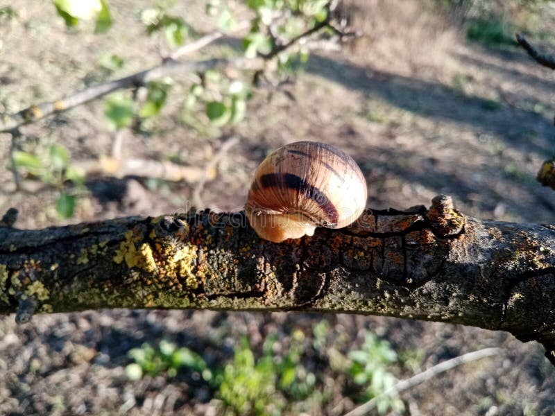 The snail tree stock photo. Image of tree, shell, huge - 155818794