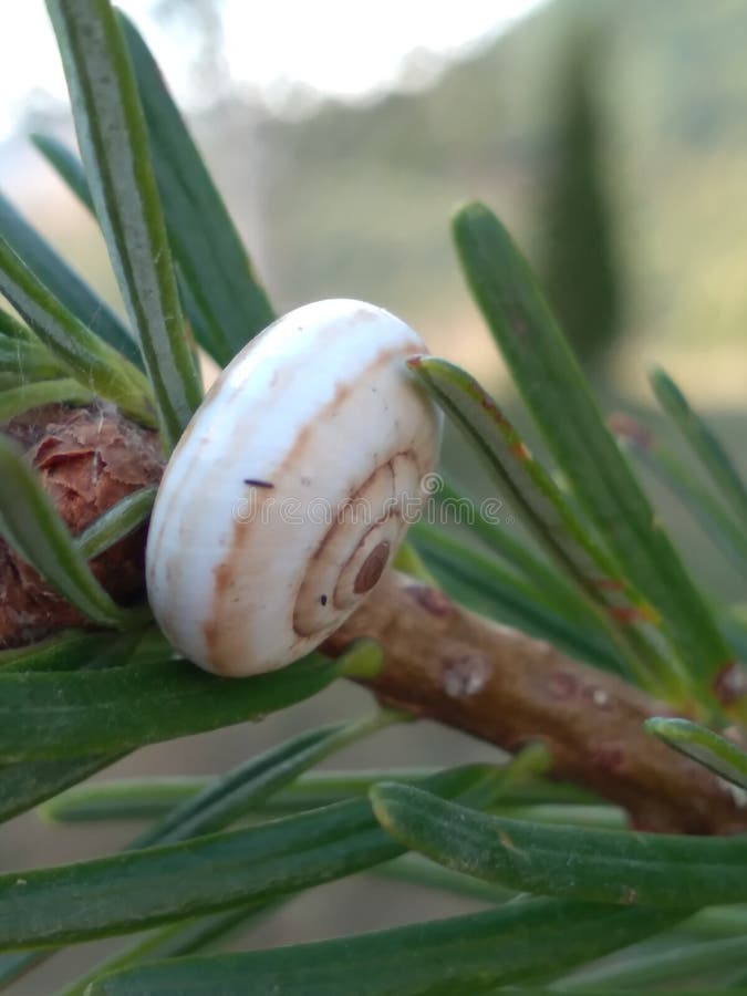 Snail on the tree stock photo. Image of branch, food - 255267832