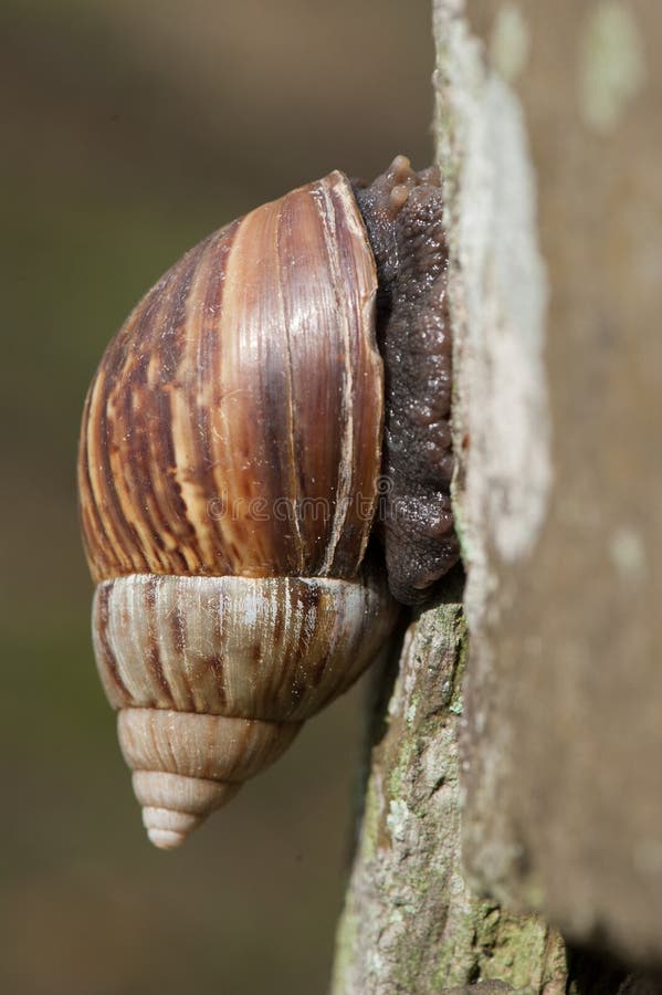 A snail on the tree stock image. Image of snail, escargot - 31571167