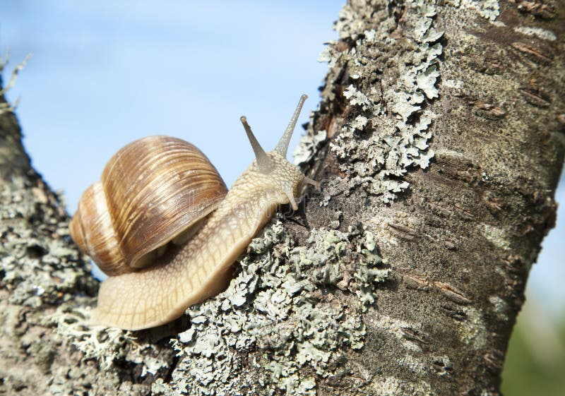 The snail tree stock photo. Image of tree, shell, huge - 155818794