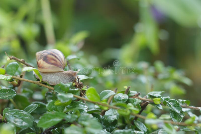Snail on the tree stock photo. Image of antenna, leaf - 47380030