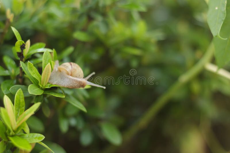 Snail on the tree stock image. Image of nature, achatina - 48485967
