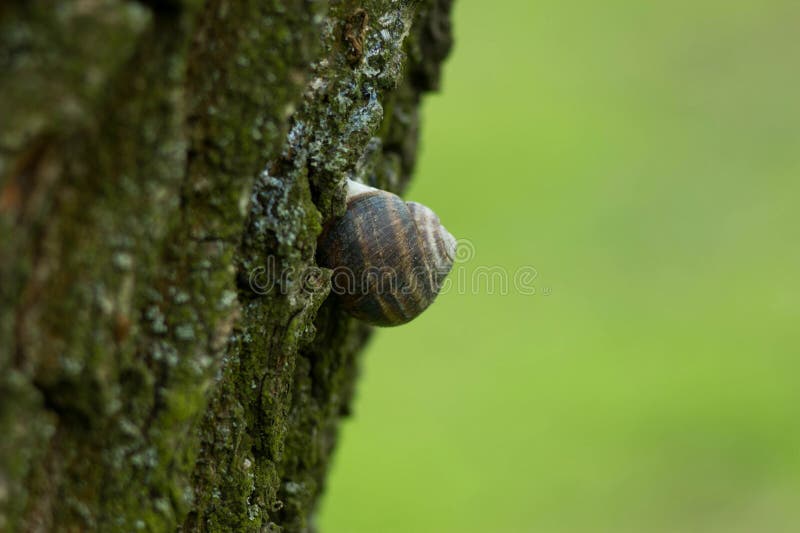 Snail on a Tree in the Forest Stock Photo - Image of garden, flower ...