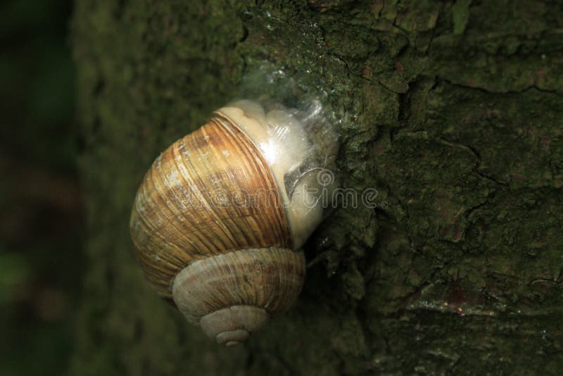 Snail on a Tree in the Forest Stock Photo - Image of slimy, helix ...