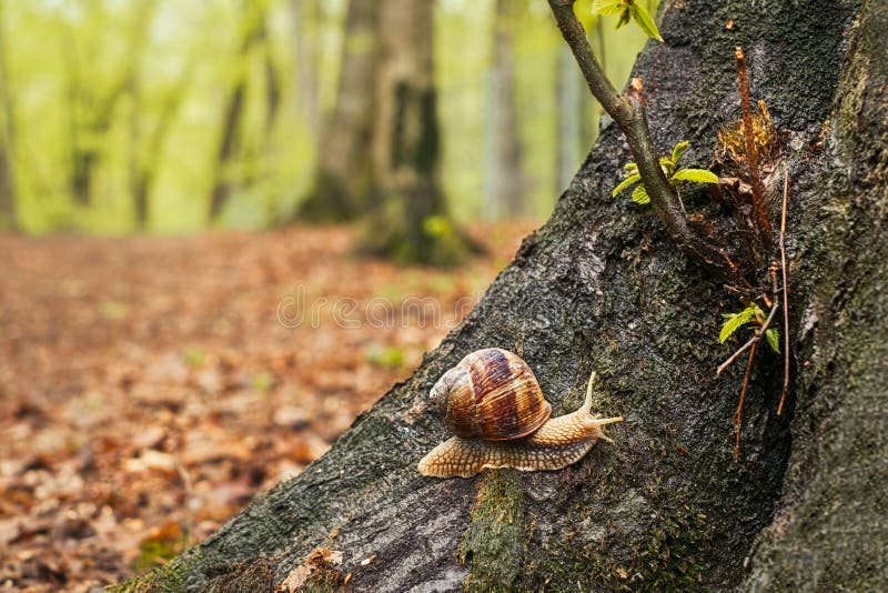 A Snail on a Tree in the Forest Stock Image - Image of environment ...