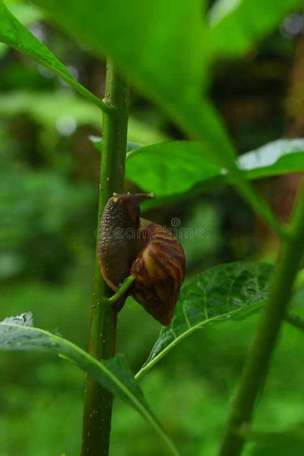 Snail on the Tree in the Garden Stock Photo - Image of macro, slip ...