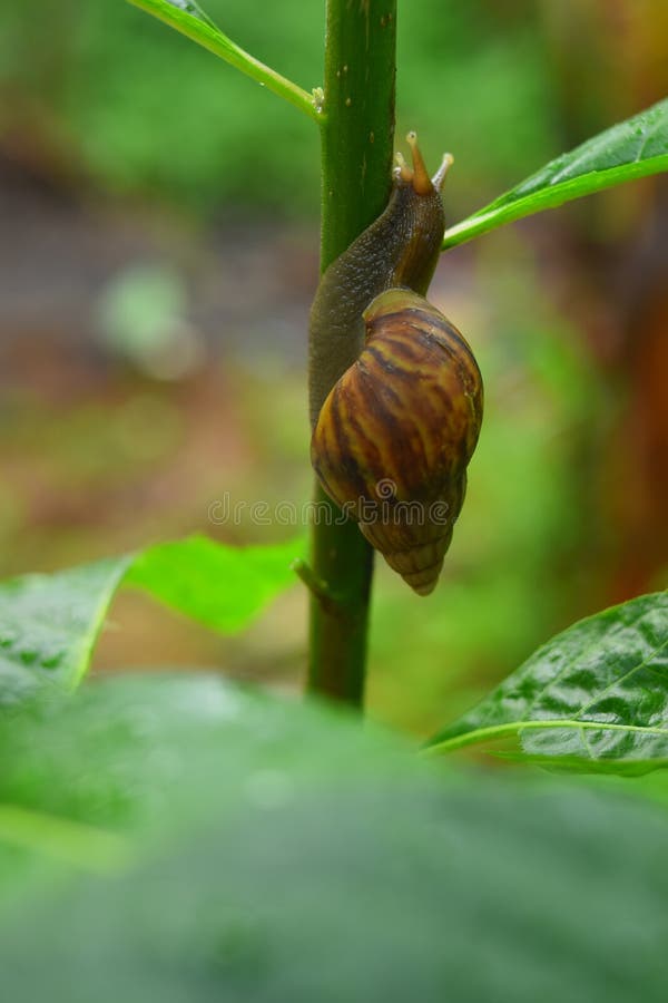 Snail on the Tree in the Garden Stock Photo - Image of crawl, lonely ...