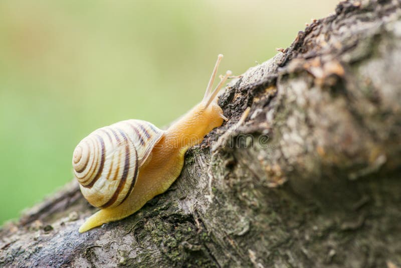 The Snail on a Tree in the Garden. the Snail Glides Over the Trees ...