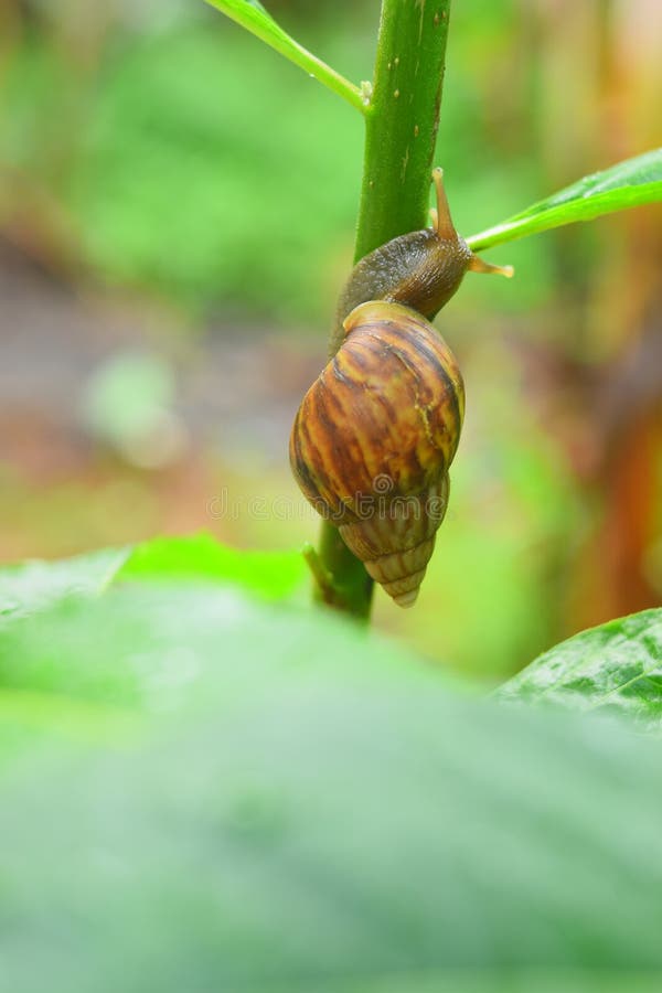 Snail on the Tree in the Garden Stock Photo - Image of lowspeed ...