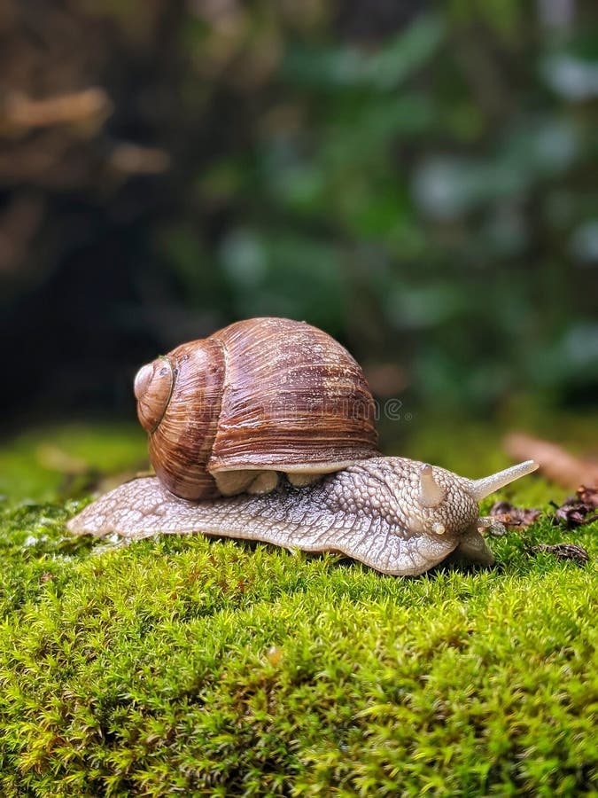 Snail on the tree stock image. Image of amphibian, grass - 322734277