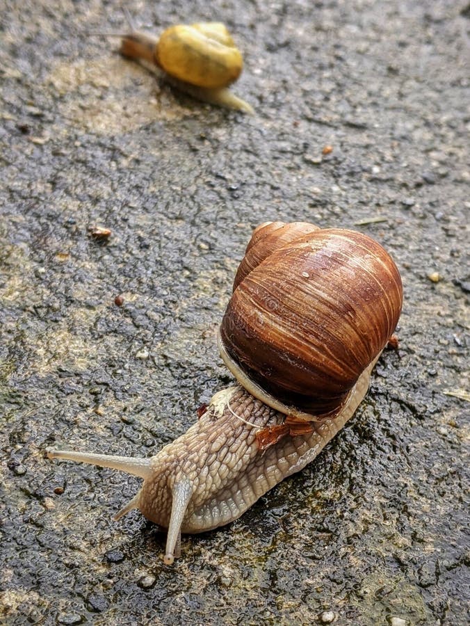 Snail on the tree stock photo. Image of invertebrate - 322734314