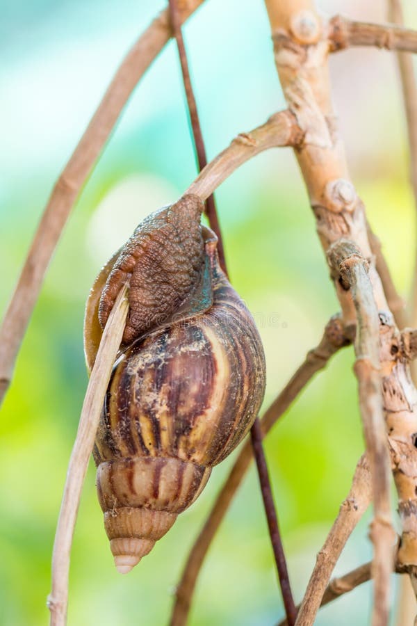 Snail on a tree stock photo. Image of garden, fast, shell - 40088738