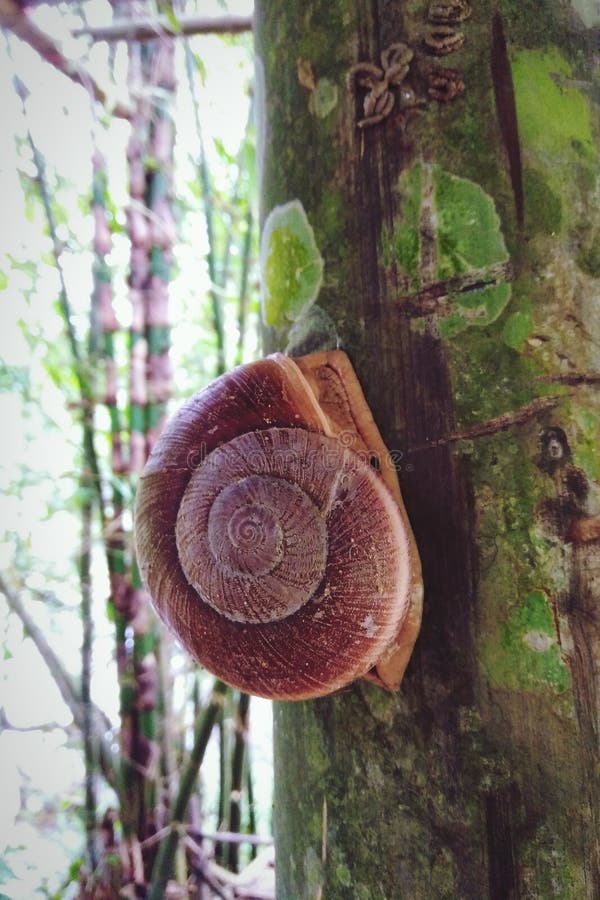 Snail on tree stock photo. Image of plants, bamboo, animal - 123230278