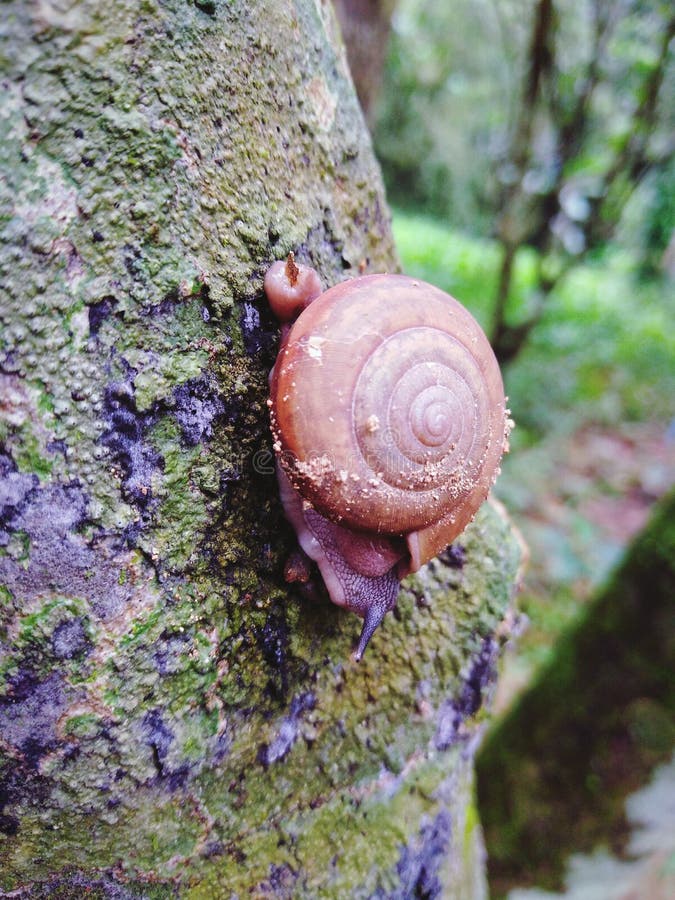 Snail on tree stock image. Image of rainforest, tree - 123230131