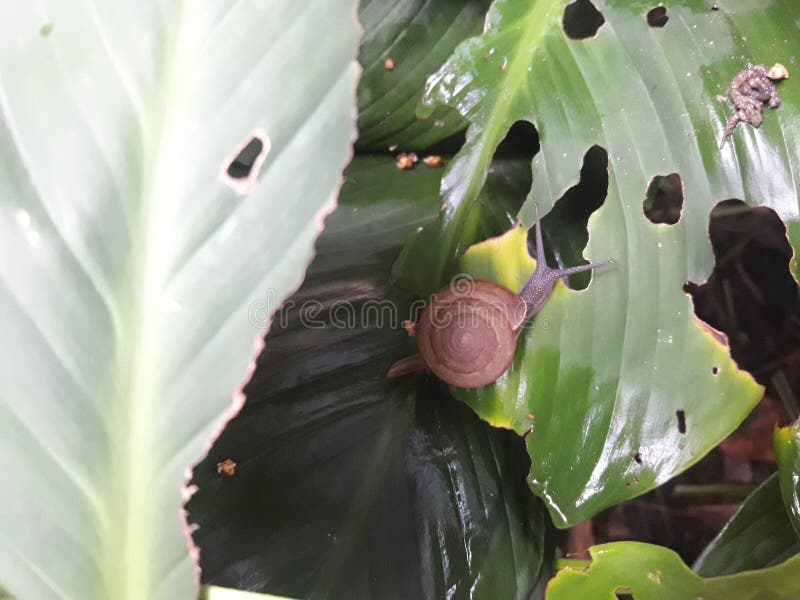 Snail on tree stock image. Image of snail, life, leaf - 127486225