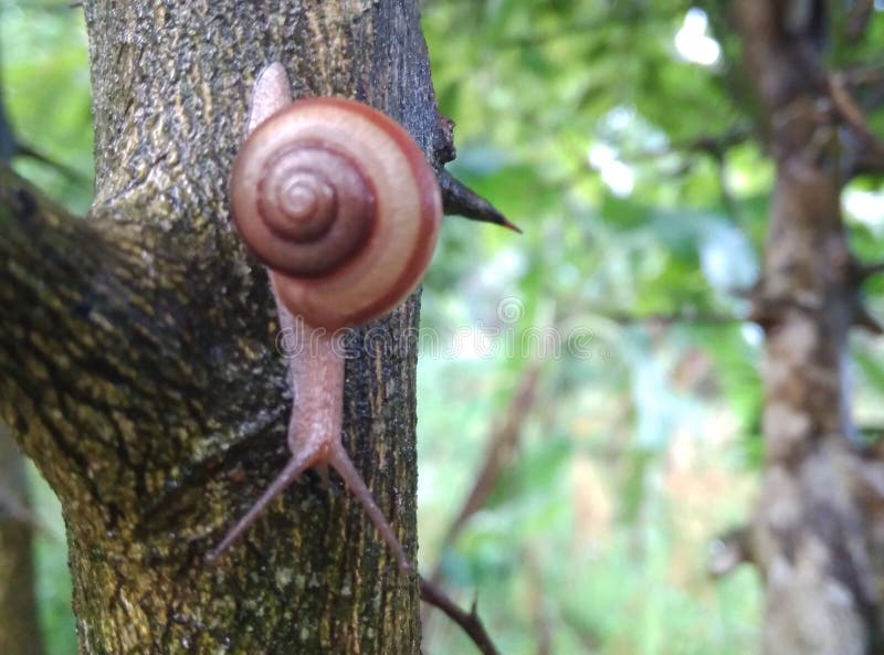 Snail in the tree stock image. Image of nature, branch - 189042029