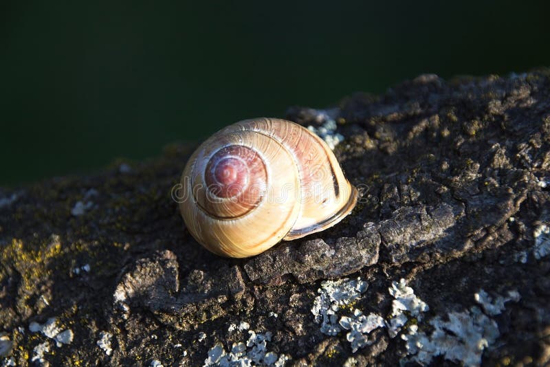 Snail on a tree stock image. Image of snail, fresh, plant - 259044849