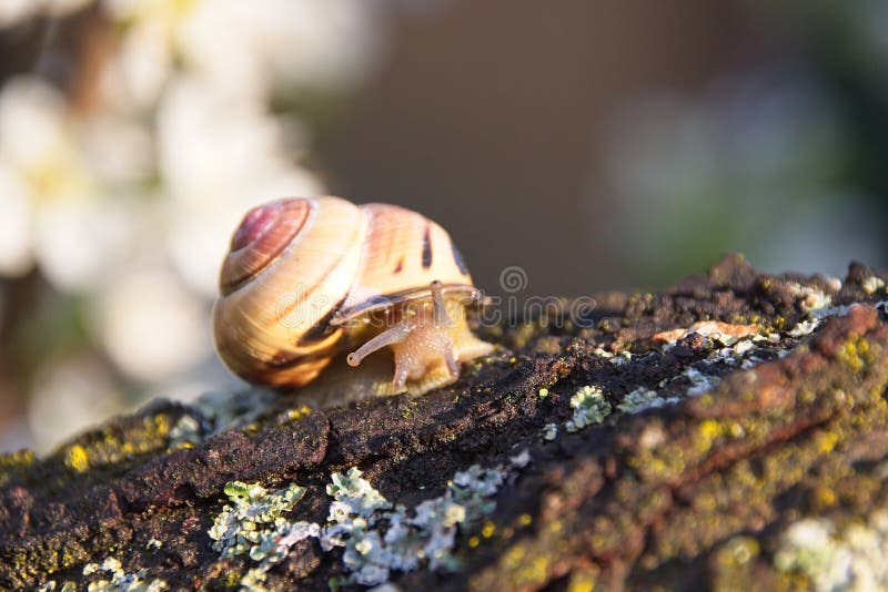 Snail on a tree stock image. Image of close, gastropod - 259044867