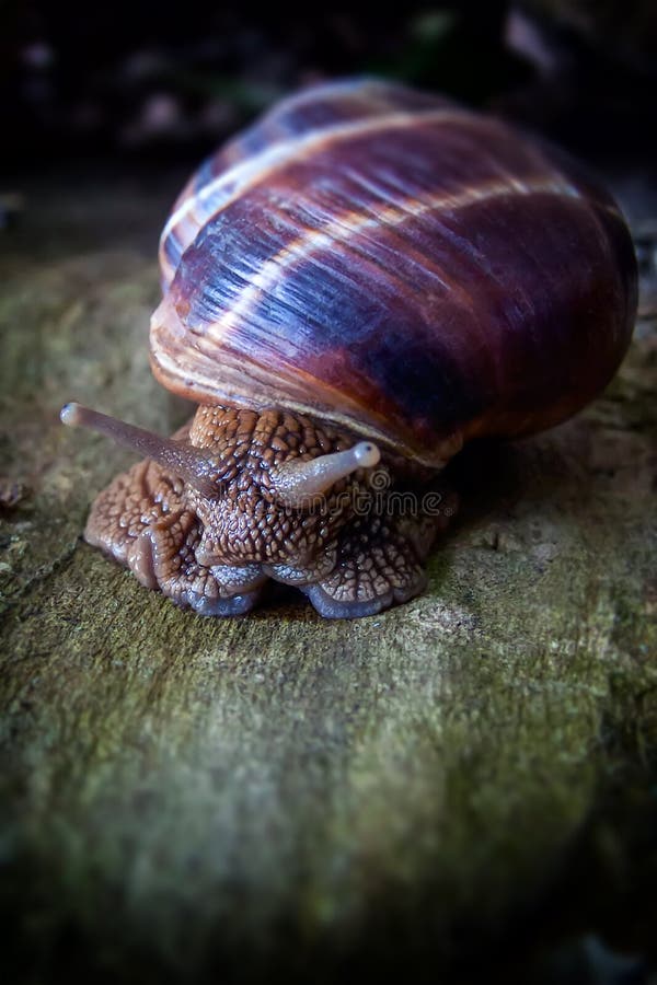 Snail on a tree stump stock photo. Image of motion, antenna - 104144768