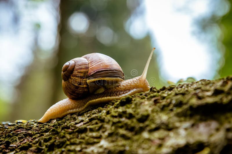 Snail on a Tree in a Summer Park Outdoors Stock Image - Image of nature ...
