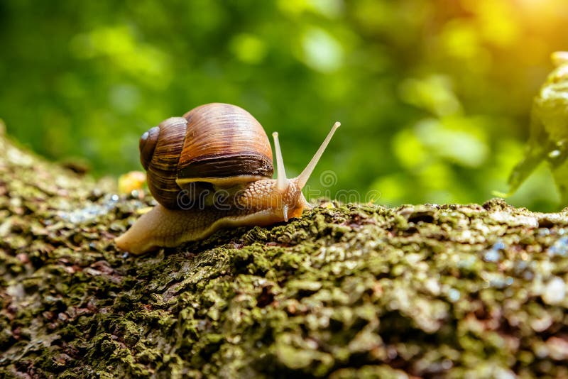 Snail on a Tree in a Summer Park Outdoors Stock Image - Image of snail ...