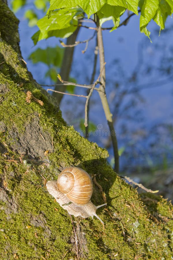 Snail on a Tree Trunk Against the River Stock Photo - Image of yellow ...
