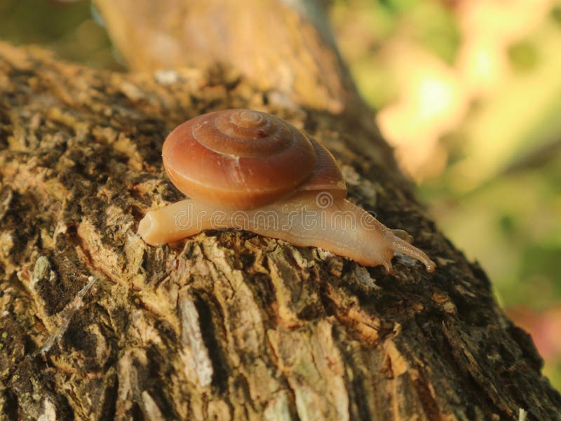 A Snail on a Tree Trunk with a Blurry Background Stock Photo - Image of ...