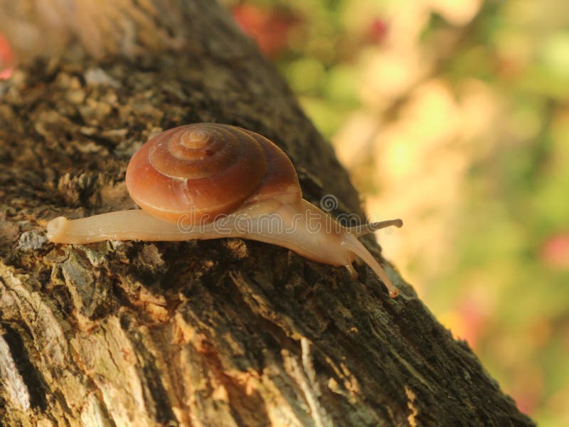 A Snail on a Tree Trunk with a Blurry Background Stock Image - Image of ...
