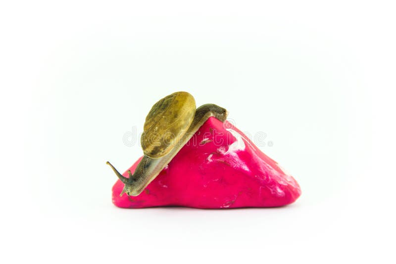 Snail on triangle stock photo. Image of burgundy, look - 41766078
