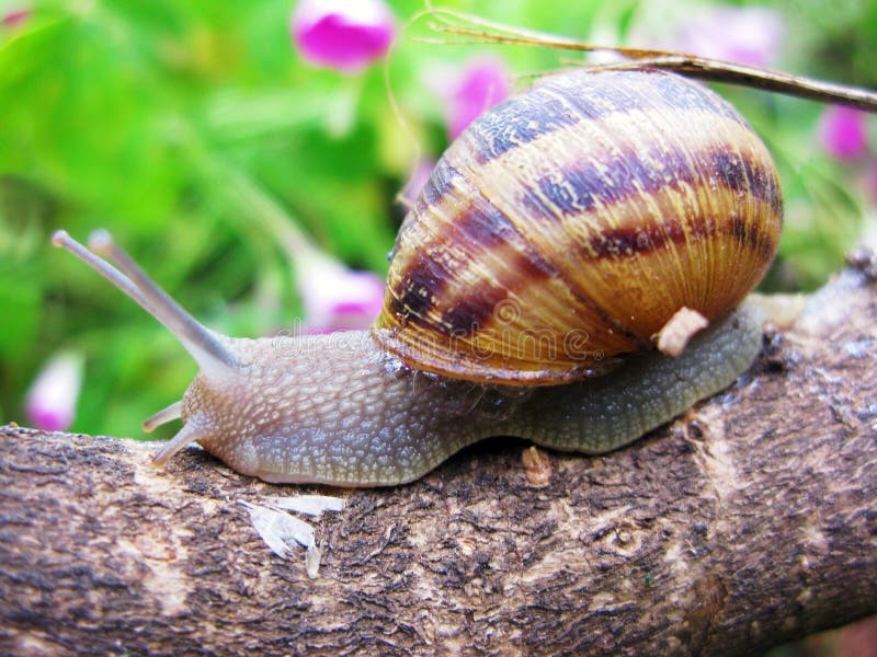 Snail trip stock photo. Image of animal, leave, tour, snail - 5126468