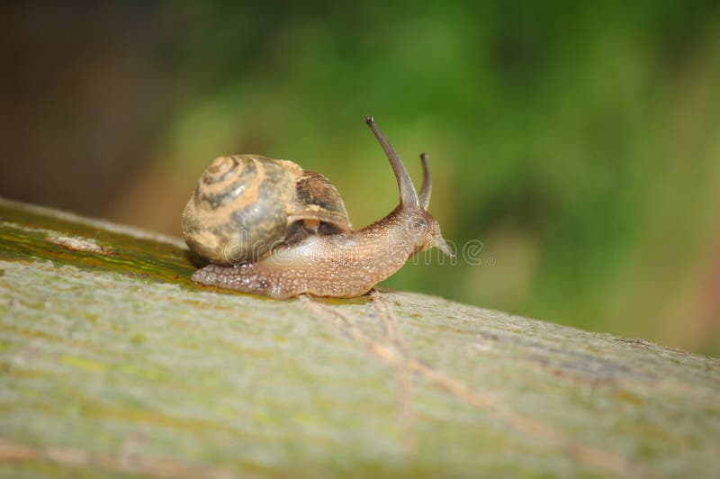 Snail on truck stock photo. Image of nature, wild, outdoor - 22153224